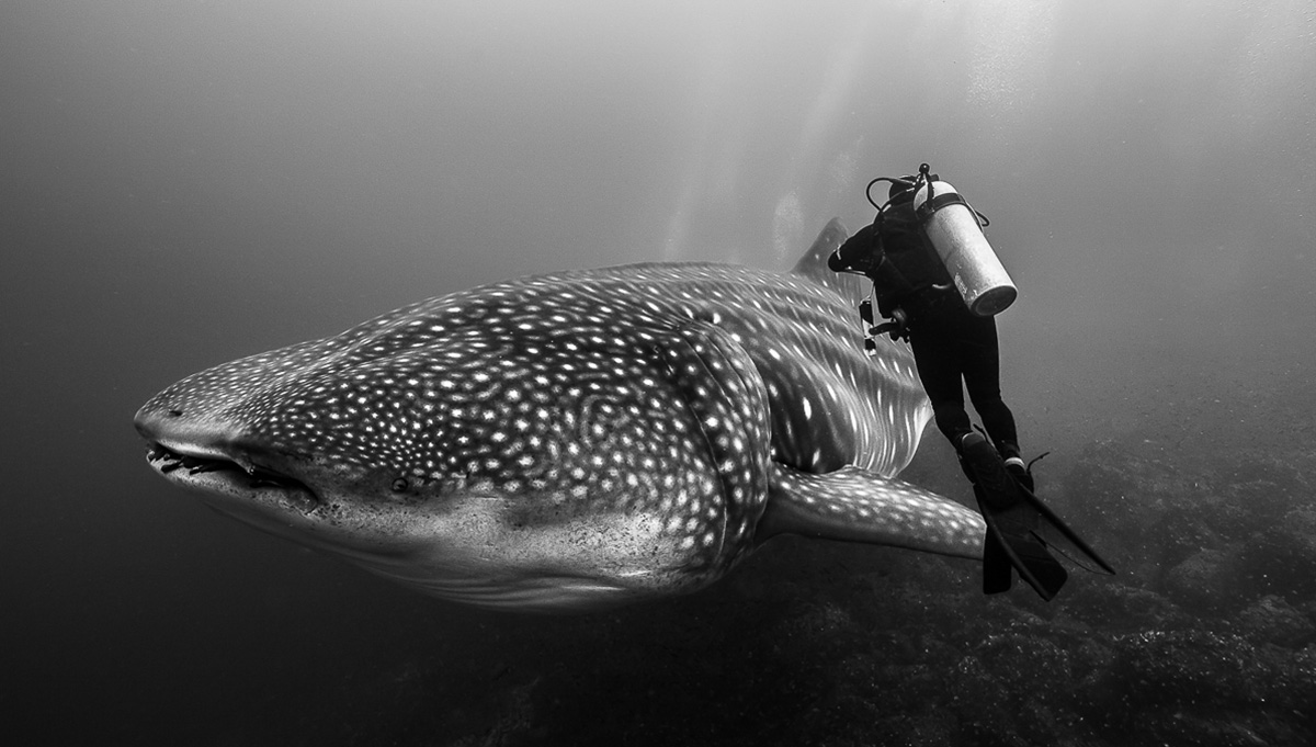 Todd Thimios – Superyacht Life